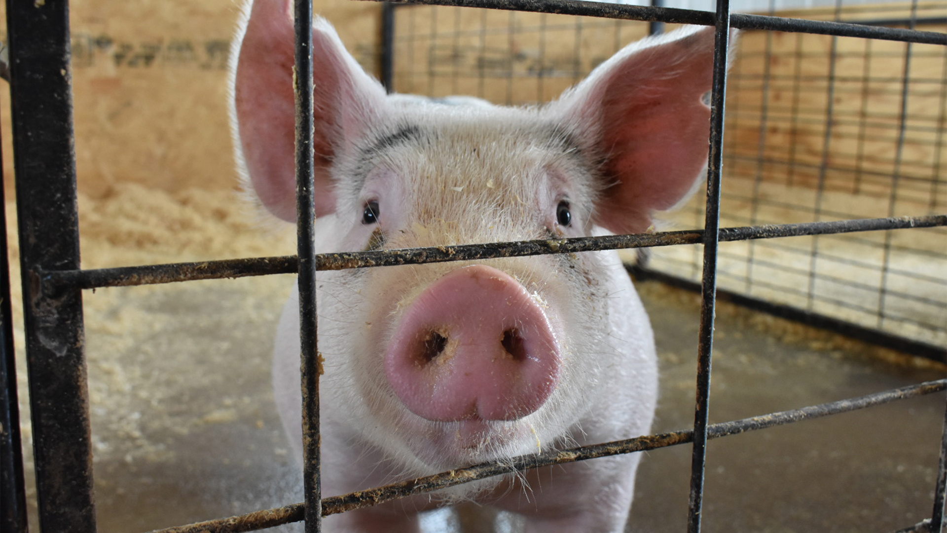 Celebrating National Ag Week: Fun Facts That’ll Make You Smile!